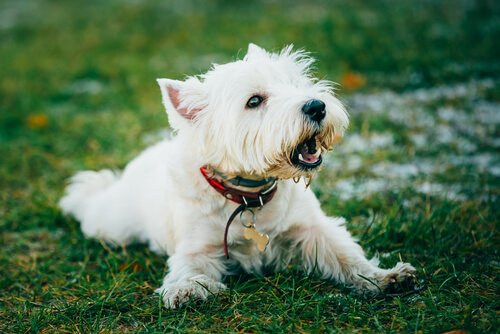 6 tips for å få hunden din til å slutte å bjeffe - My Animals