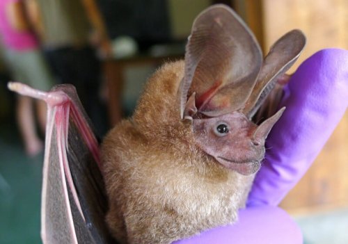 De rareste dyrene som finnes i dyreriket - My Animals