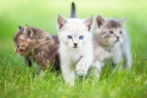Vet du hvorfor katten din kan være så lik deg? - My Animals