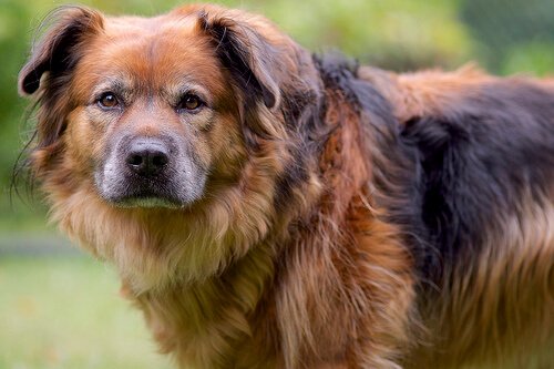 Hva en hund sitt skyldtyngede uttrykk skjuler - My Animals