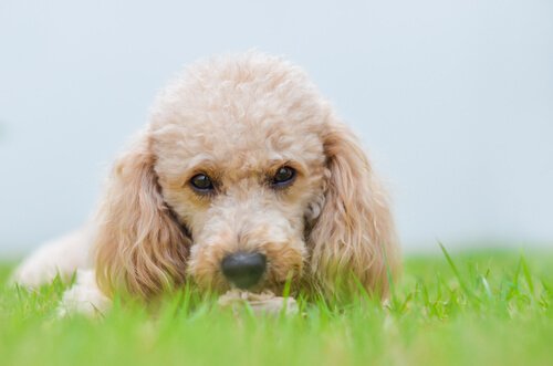Små hunderaser som kommer til å ta over verden - My Animals