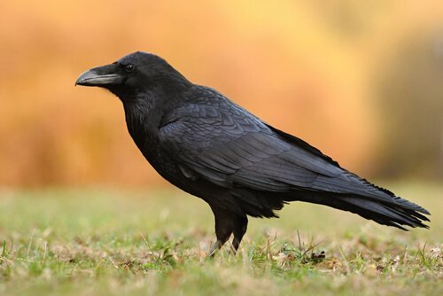 5 ulike kråkearter - Store fugler i en stor familie - My Animals