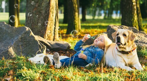5 stille og rolige hunderaser som du vil elske - My Animals
