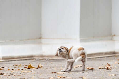 Skabb hos valper: Årsaker og symptomer - My Animals
