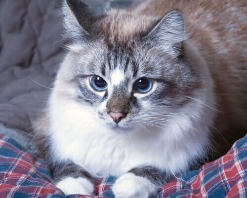 Hva du bør gjøre når katten din kaster opp - My Animals