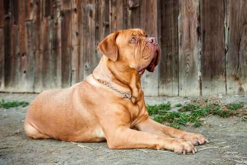 Hvor mange typer molosser finnes det? - My Animals